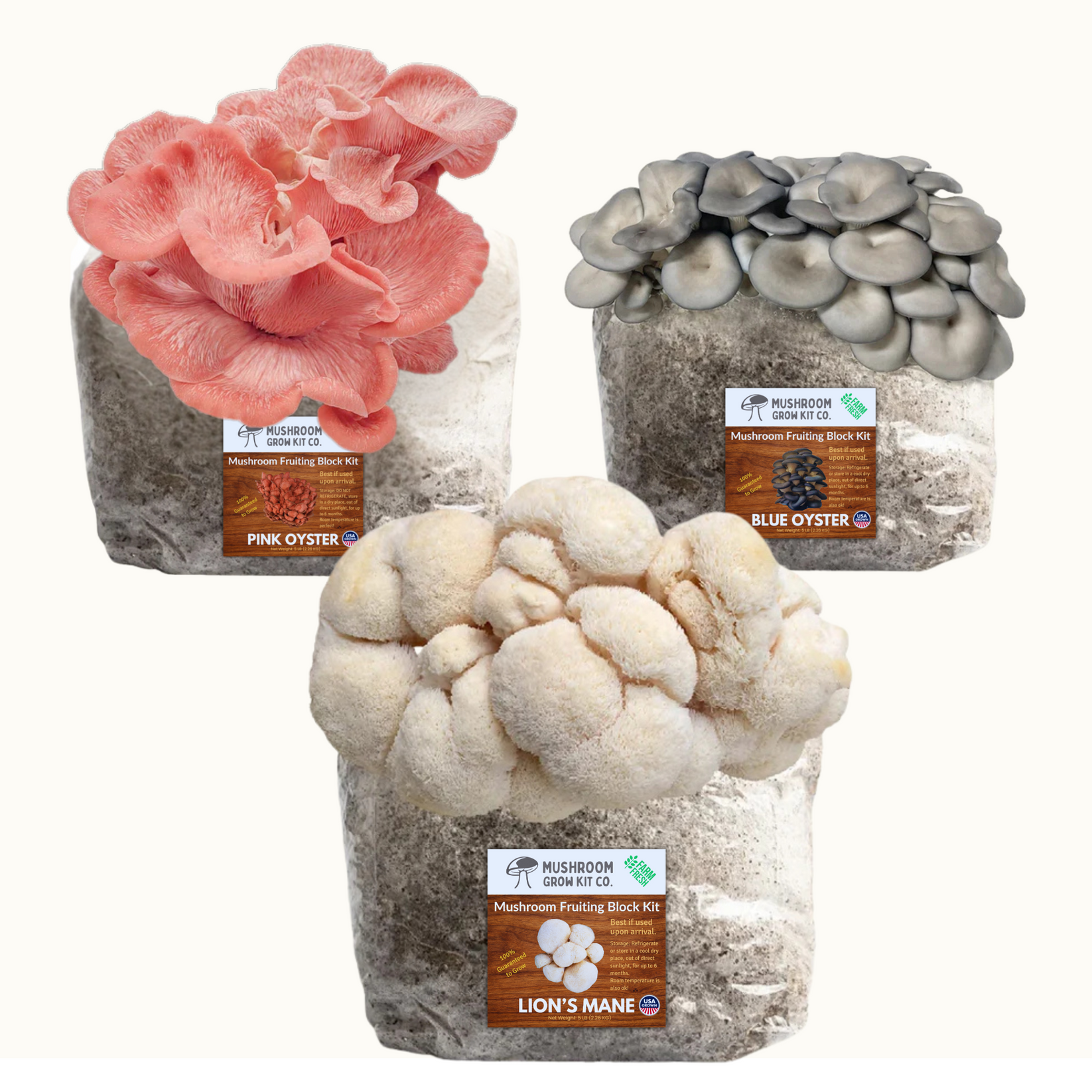 3 Pack - Premium Lion's Mane, Pink, and Blue Oyster Mushroom Fruiting ...