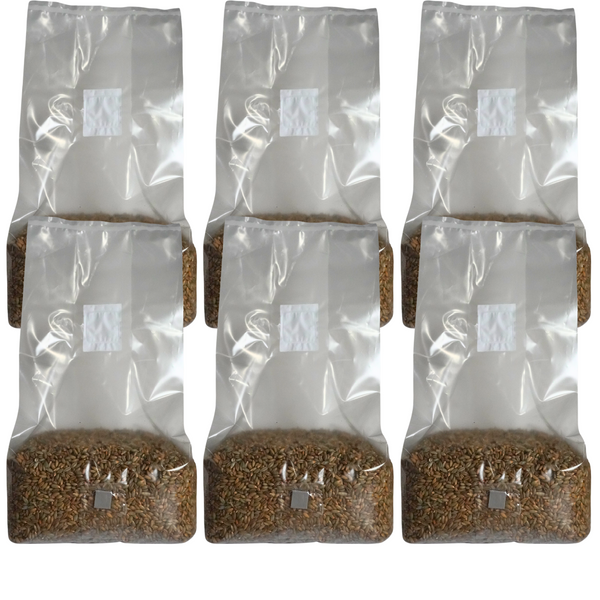 Organic Grain Spawn Bags for Mushrooms (5 Pounds) – Mushroom Spawn Store