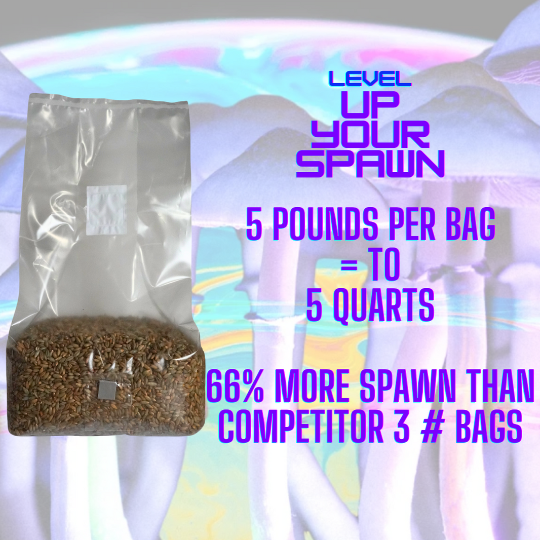 Sterile Grain Spawn | Fast US Shipping – Mushroom Spawn Store