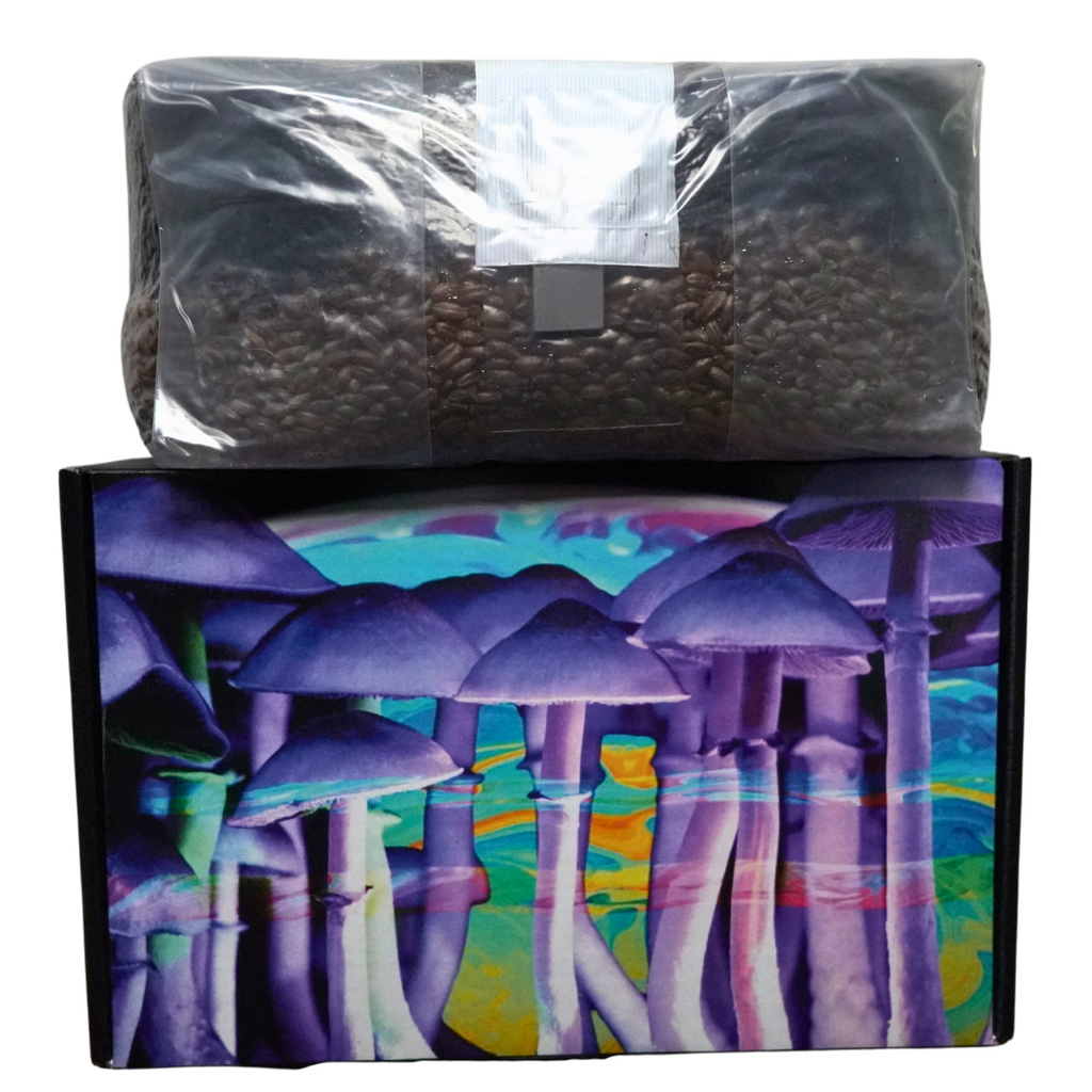 6 Pound All In One Mushroom Grow Bag – Mushroom Spawn Store